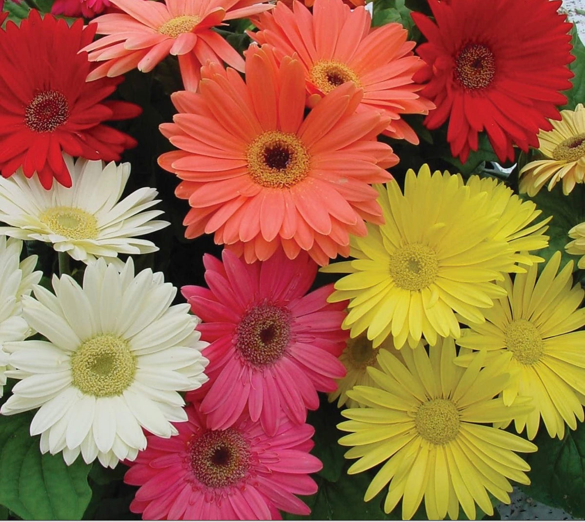 The Dazzling Daisy – TheDazzlingDaisy